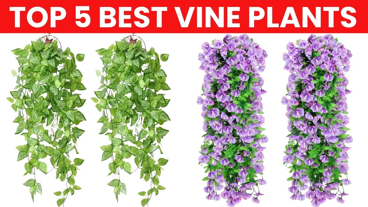 Top 5 Best Vine Plants for Your Home Décor: A Comprehensive Review ...